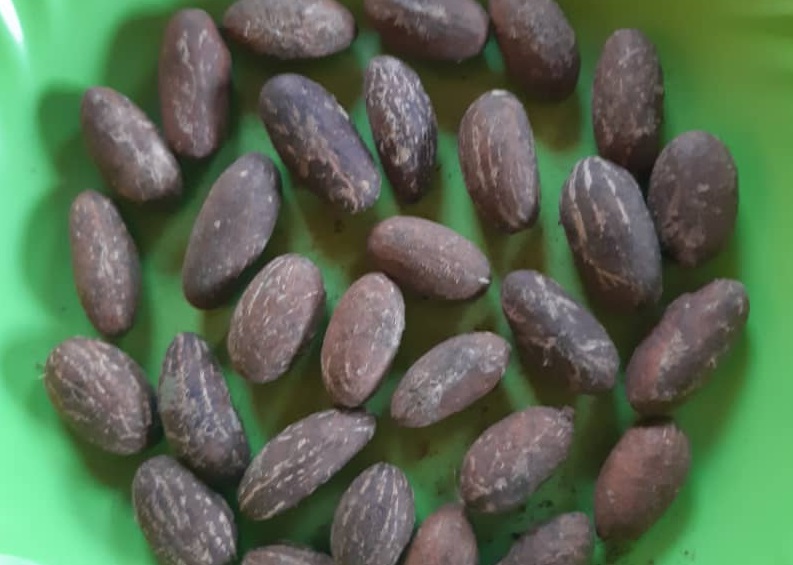 Je Vous Présente la Kola Amère, un Fruit Précieux pour la Santé