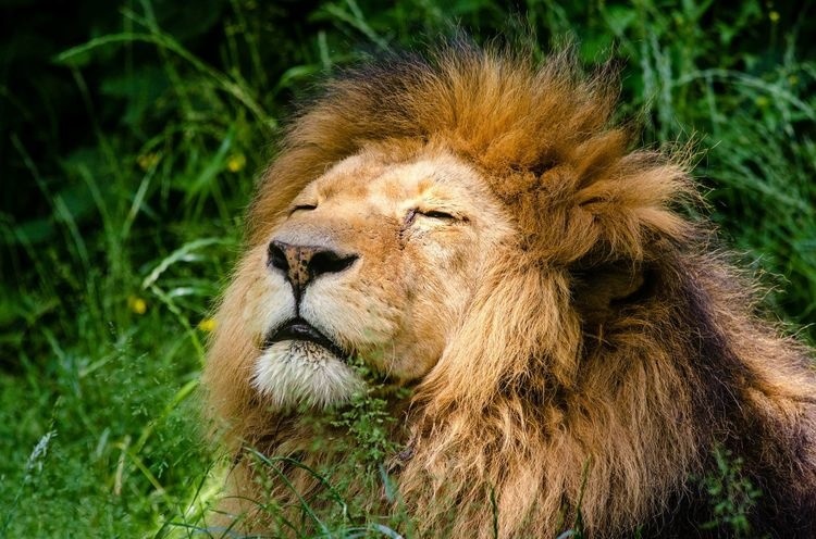 De Mbube à Wimboweh : Pourquoi le Lion est Mort ce Soir
